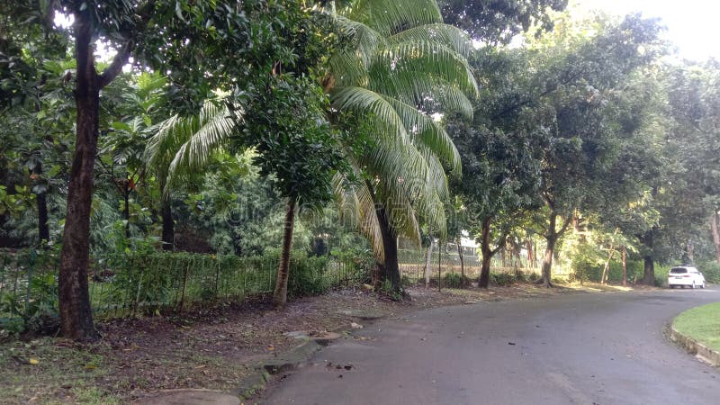 On the Side of the Road with Shady and Cool Trees Stock Image - Image ...