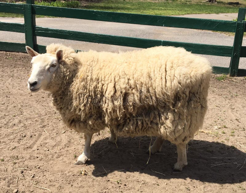 Side of sheep stock image. Image of animal, livestock - 96001893