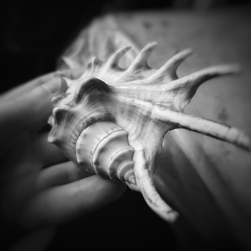 Side shell relief stock image. Image of organ, finger - 211698007