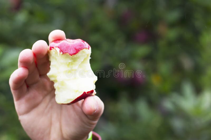 Side Shoe of a Red Apple Core Being Held in One Hand Stock Photo ...