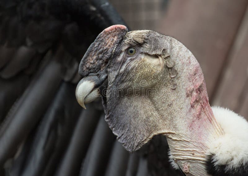 The Head of the Andean Condor Stock Image - Image of nature, caruncle ...