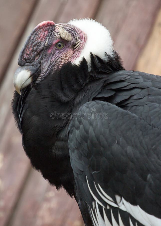 162 Condor Colors Stock Photos - Free & Royalty-Free Stock Photos from ...