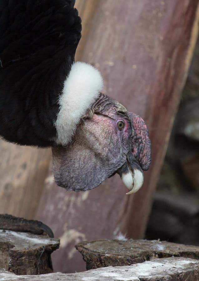 162 Condor Colors Stock Photos - Free & Royalty-Free Stock Photos from ...