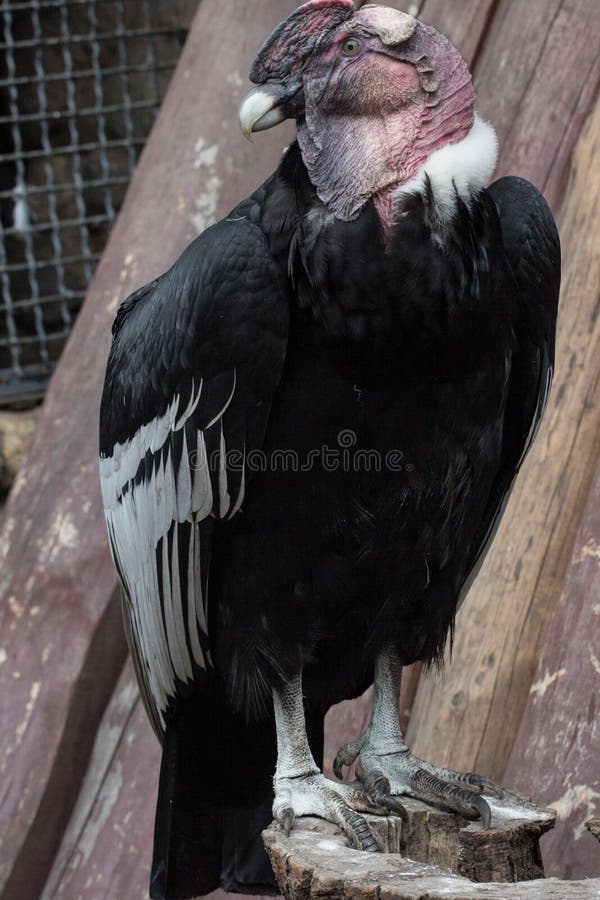 162 Condor Colors Stock Photos - Free & Royalty-Free Stock Photos from ...