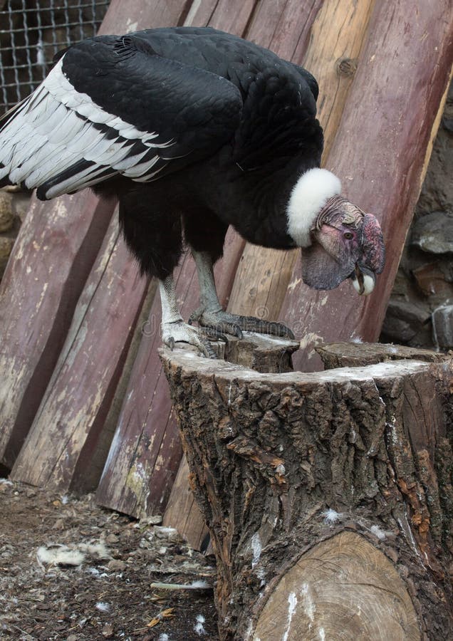 162 Condor Colors Stock Photos - Free & Royalty-Free Stock Photos from ...