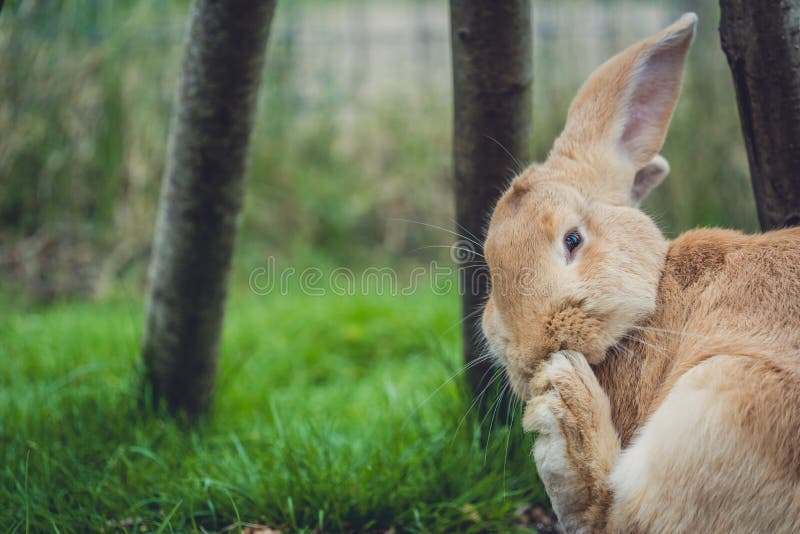 Side Shot of the First Half of the Rabbit Surrounded by Trees Stock ...
