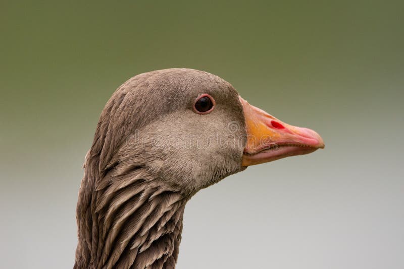 Side Shot of a Greylag Goose with Neck, Head, and Beak on the Blurred ...