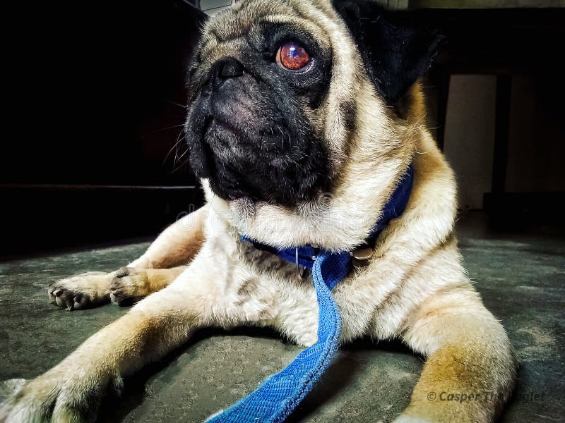 A Side Shot of Pug stock image. Image of puppy, whiskers - 206309013