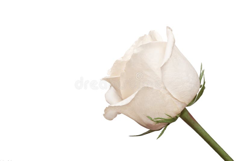 The Side Shot of White Rose Stock Image - Image of flora, romance: 34878685