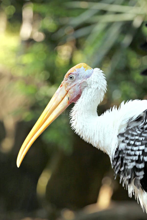 Side of the Stork s. stock photo. Image of stork, animal - 36079552