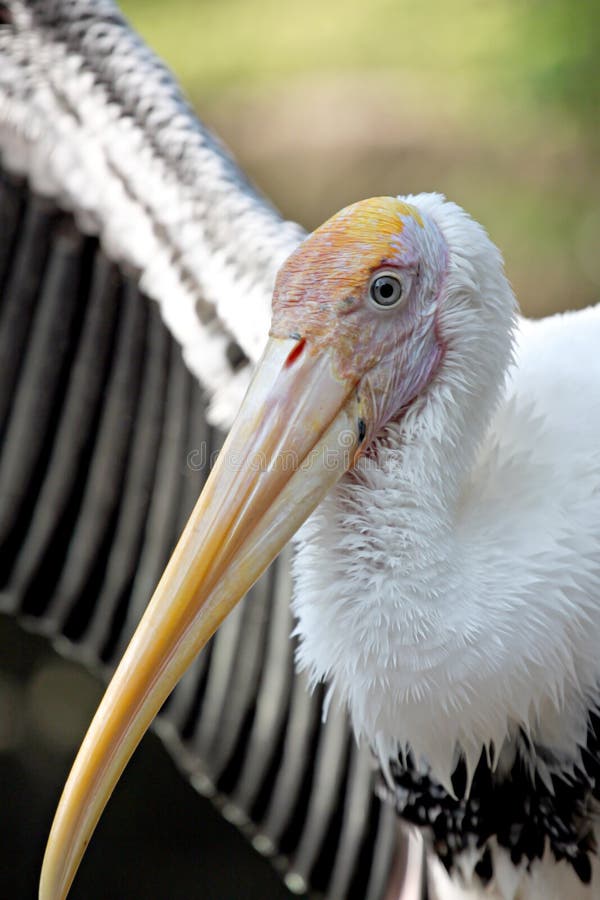 Side of the Stork s. stock image. Image of beak, stork - 36079669