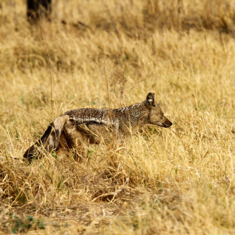Side-striped Jackal stock photo. Image of canine, chordata - 46887042