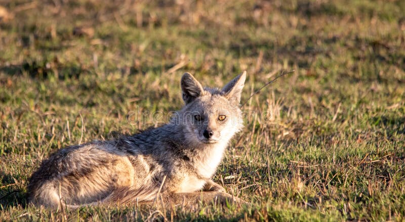 Side-striped Jackal Isolated in the Early Morning Light Stock Photo ...