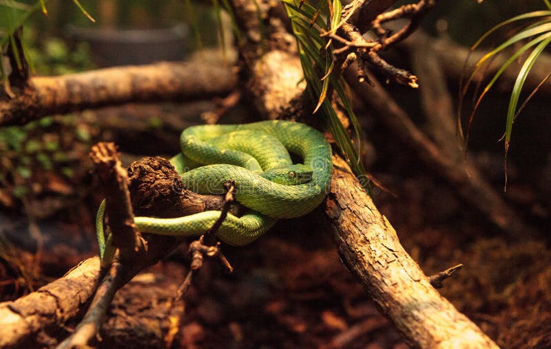 Side-striped Pit Viper (bothriechis Lateralis) Coiled Stock Image ...