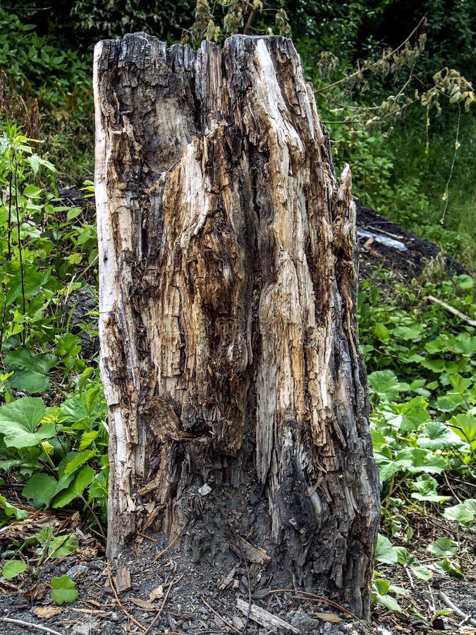 Side Surface of an Old Stump with Cracks and Fractures Stock Photo ...