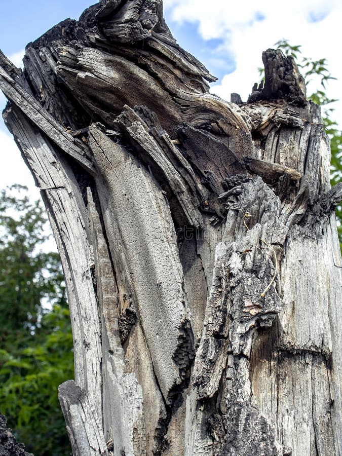 Side Surface of an Old Stump with Cracks and Fractures Stock Photo ...