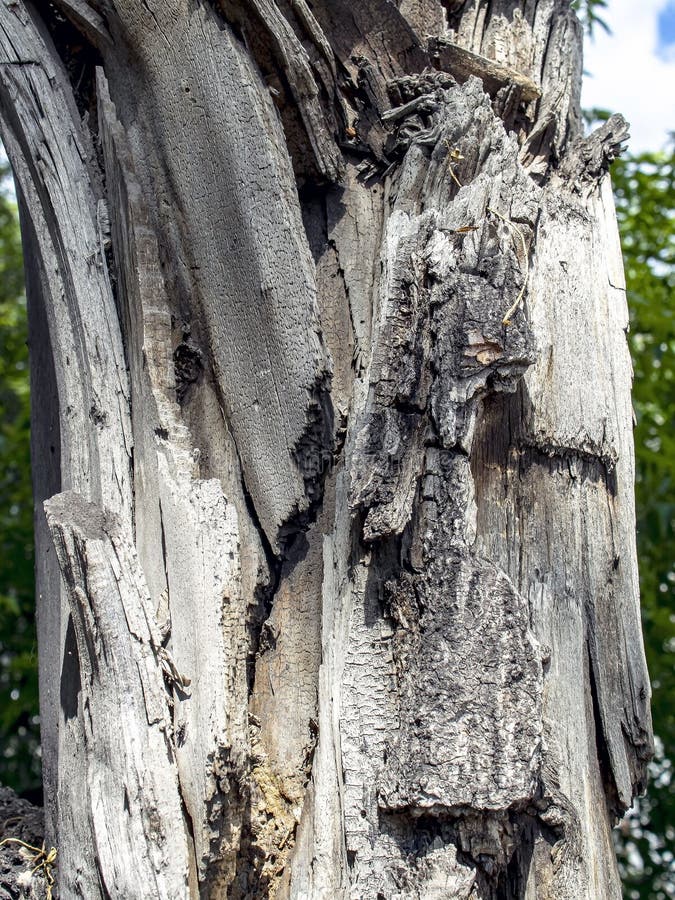 Side Surface of an Old Stump with Cracks and Fractures Stock Photo ...