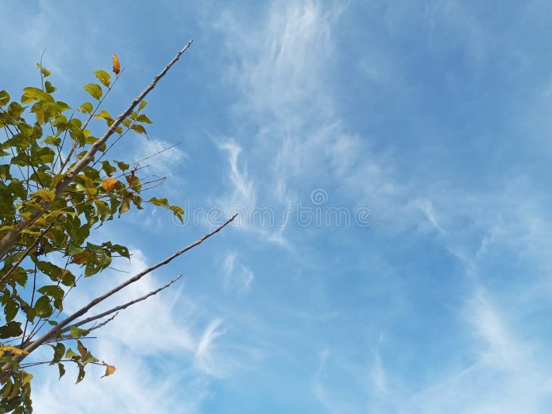 Side of a Tree with Blue Sky Background during the Day Stock Photo ...