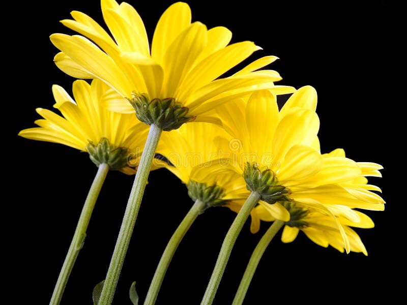 Side Up Shot View of Yellow Daisies Daisy Stock Image - Image of shot ...
