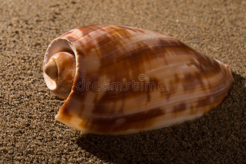 Conch shell on sand stock photo. Image of decorative - 153426512