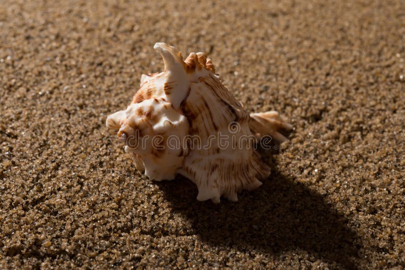 Conch shell on sand stock photo. Image of nature, mollusc - 153426540