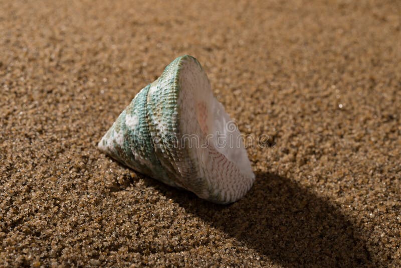 Conch shell on sand stock photo. Image of cockleshell - 156529954