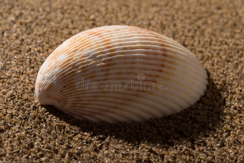 Conch shell on sand stock photo. Image of conch, souvenir - 156529958