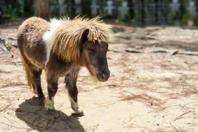 Side Vew of Calm Brown Pony Walking Stock Image - Image of sheep, goat ...