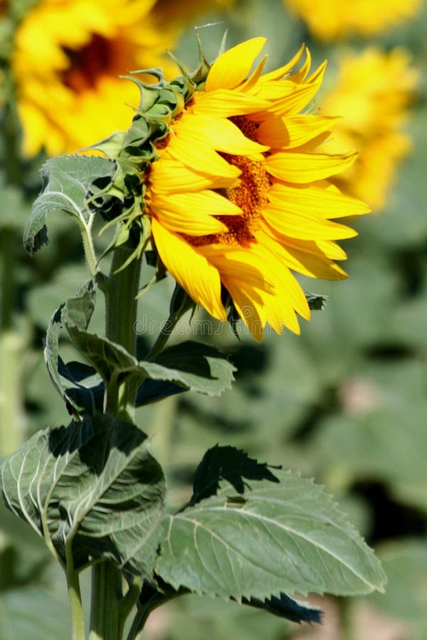 Side-view stock image. Image of side, leaf, sunflower - 1111341