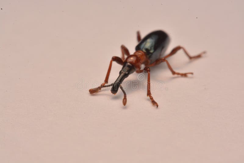 Side View of an Acorn Weevil, Curculio Glandium, Weevil Small Be Stock ...