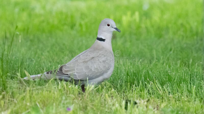 Side View of Adorable Eurasian Collared Dove Standing in Green Grass ...