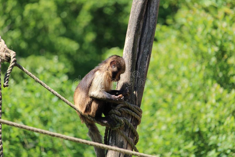 Side View of an Adorable Furry Monkey Sitting on the Tree Stock Image ...