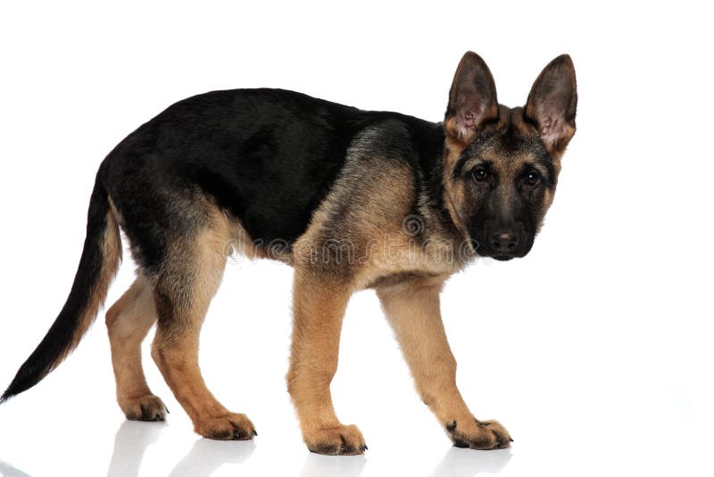 494 Shepard Alsatian Black Stock Photos - Free & Royalty-Free Stock ...