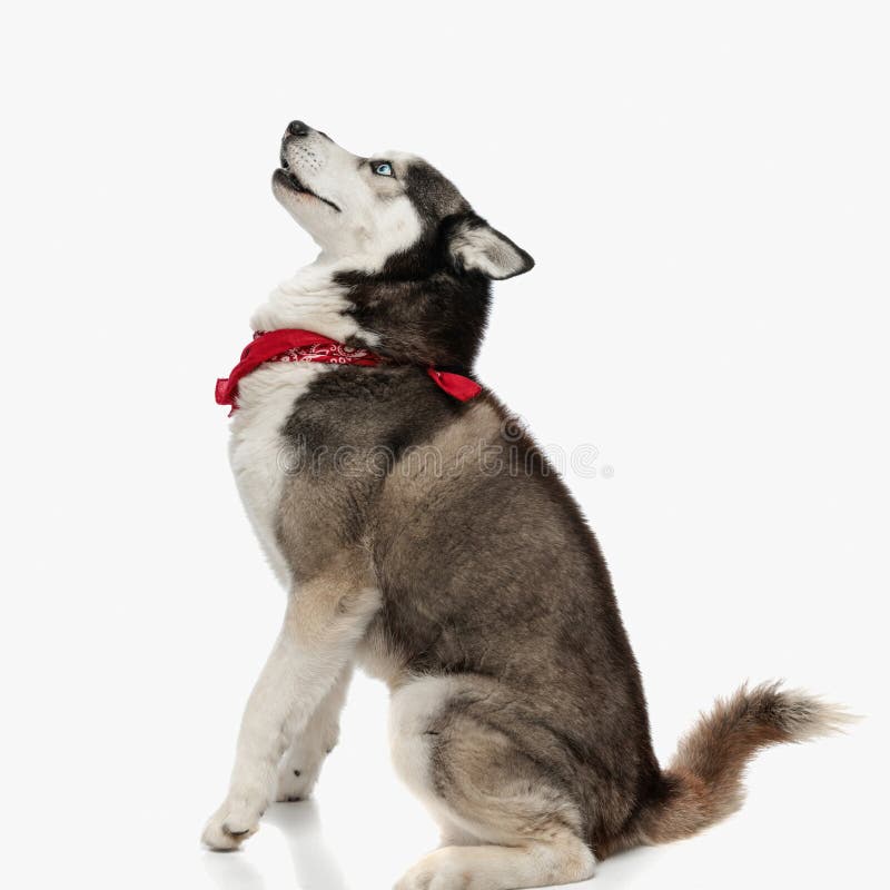 Adorable Husky Wearing Red Bandana Around Neck and Panting with Tongue ...