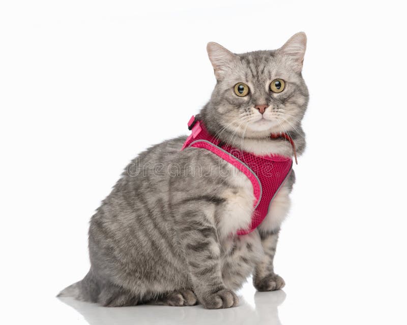 512 Cat Sitting Looking Forward White Background Stock Photos - Free ...