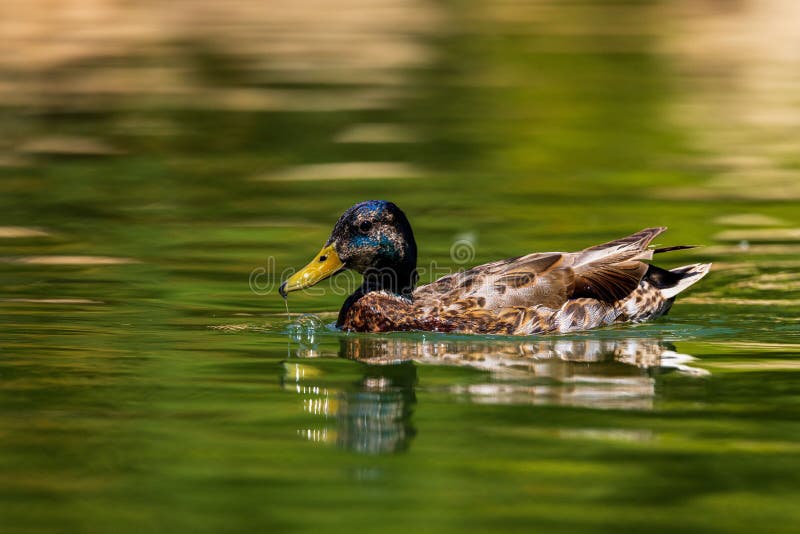 Side View of Adorable Mallard Duck Swimming in the Lake Stock Image ...