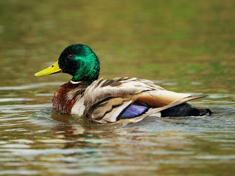 Side View of Adorable Mallard Swimming in the Lake Stock Photo - Image ...