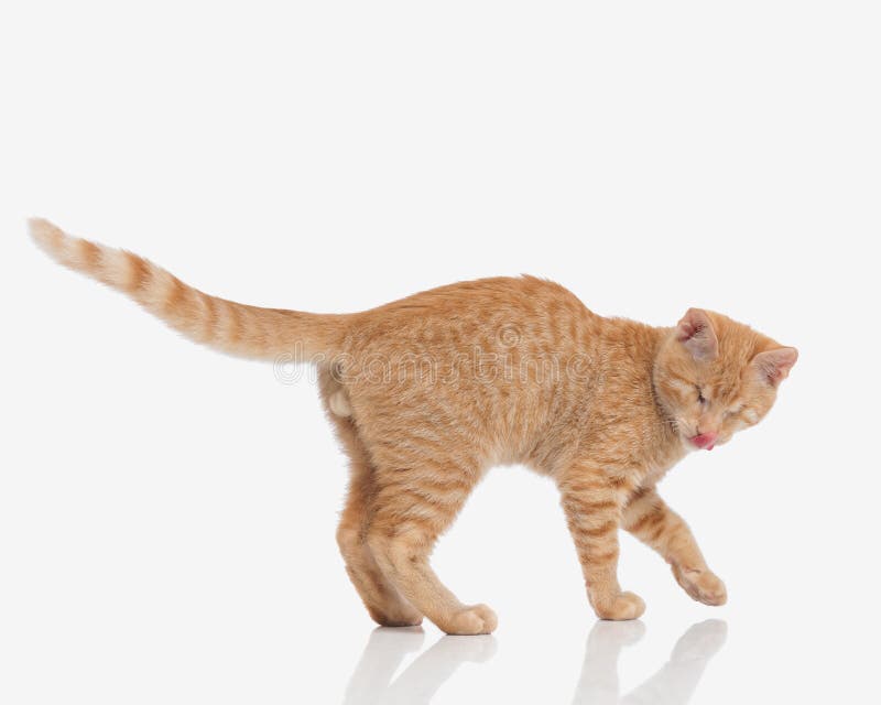 Side View Nose Stock Illustrations – 4,497 Side View Nose Stock ...