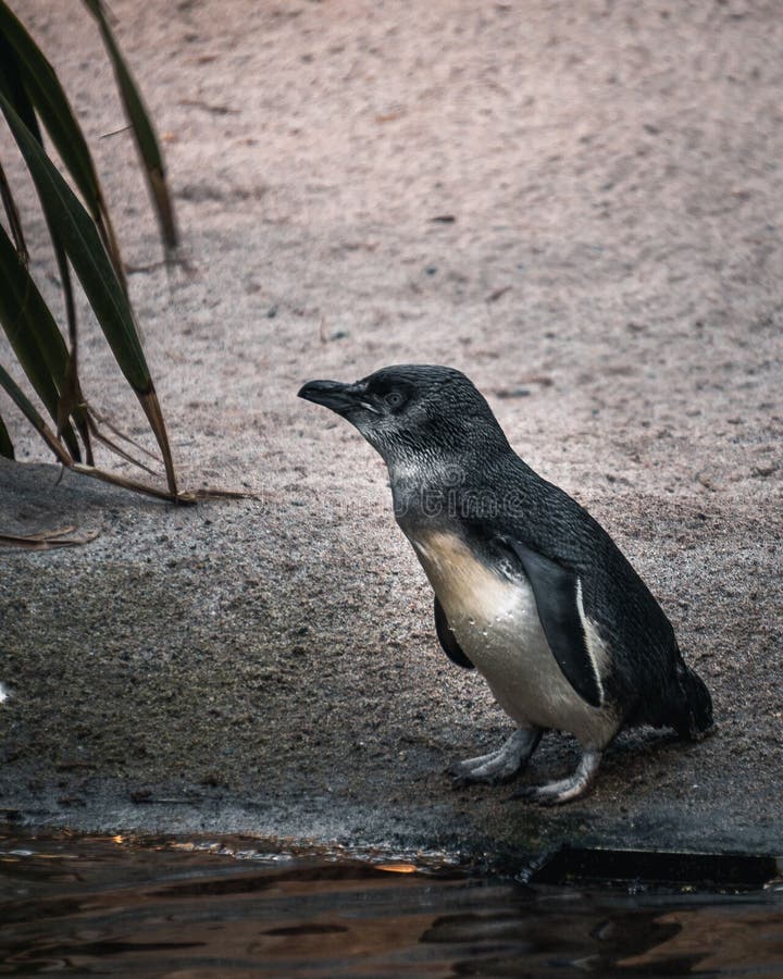 Side View of Adorable White-flippered Penguin on the Shore Stock Image ...