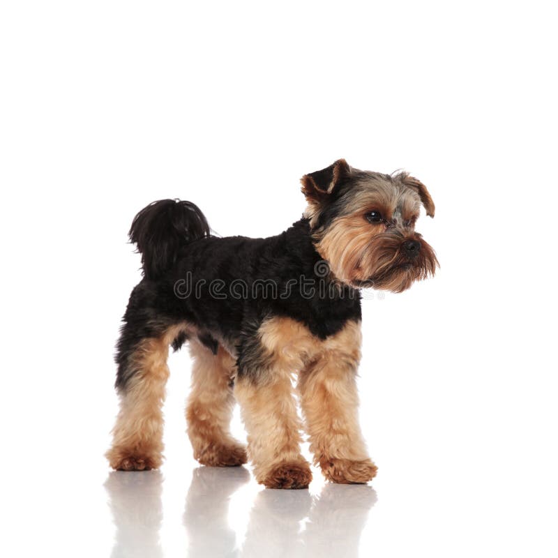 Side View of Adorable Yorkshire Terrier Standing Stock Image - Image of ...