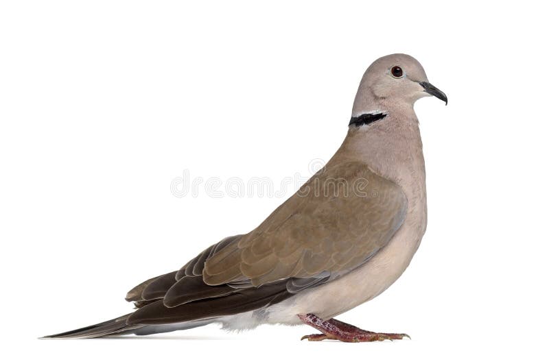 Side View of an African Collared Dove Stock Image - Image of african ...