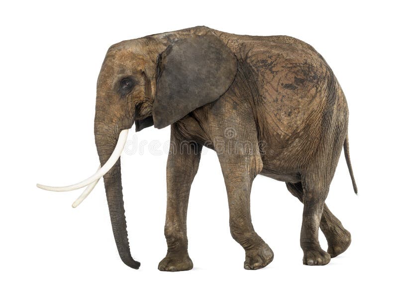 Side View of an African Elephant Stock Photo - Image of white, animals ...