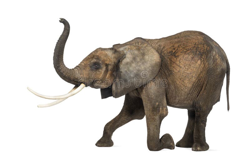 Side View of an African Elephant, Kneeling, Performing Stock Photo ...