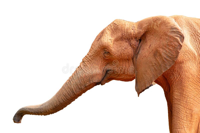 2,830 Elephant Side View Stock Photos - Free & Royalty-Free Stock ...