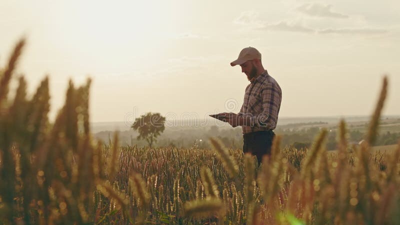 Side View of Agronomist, Farmer Examining Field with Wheat. Man ...