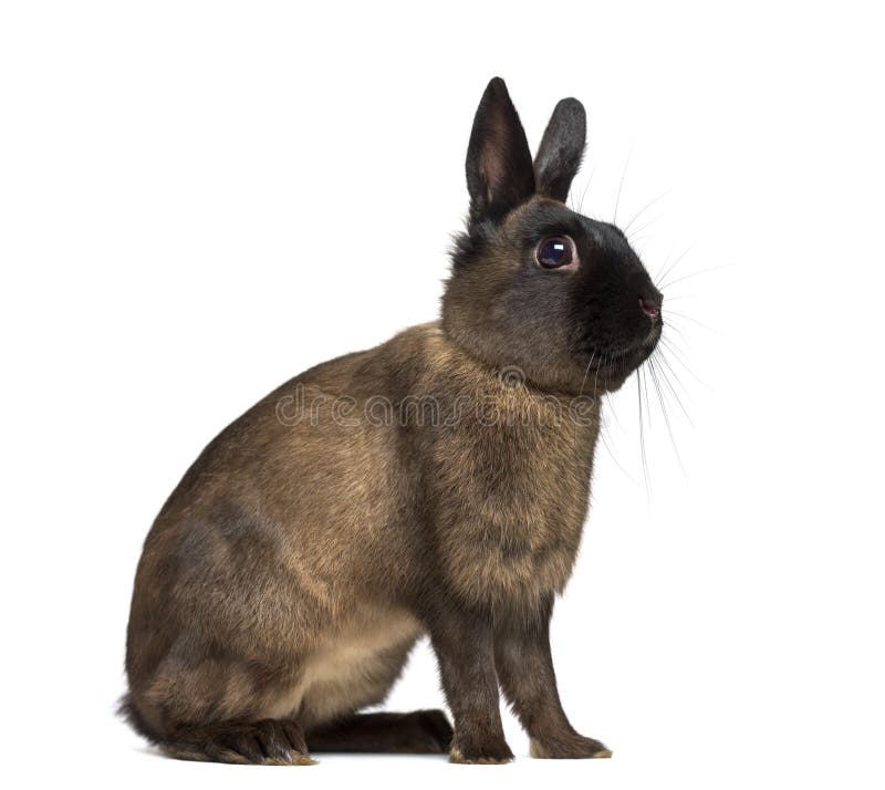 Side View of an Alaska Rabbit Stock Photo - Image of rabbit, view: 77487350
