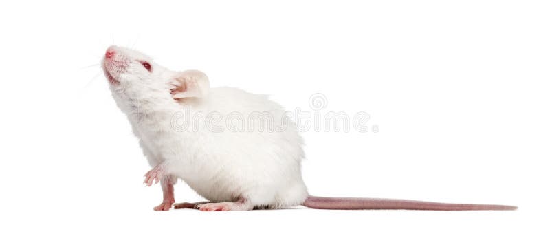 Side View of an Albino White Mouse Looking Up, Stock Image - Image of ...