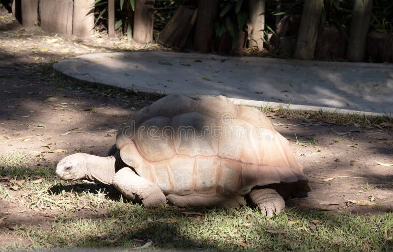 Side View of an Aldabras Tortoise Stock Photo - Image of reptile ...