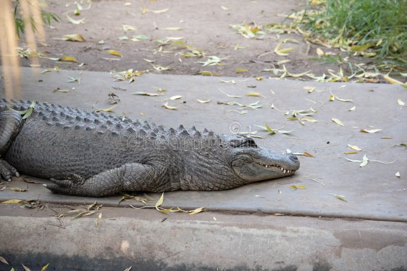 This is a Side View of an Alligator Stock Image - Image of carnivore ...