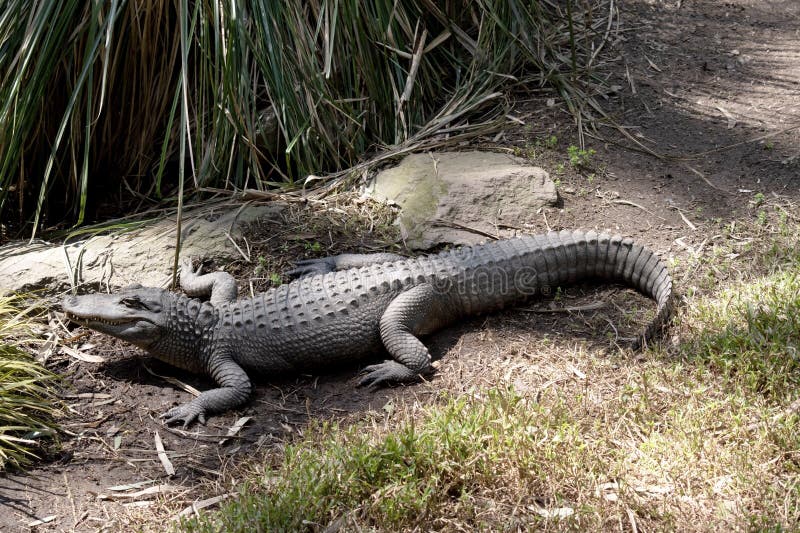 This is a Side View of an Alligator Stock Image - Image of dermal, jaws ...